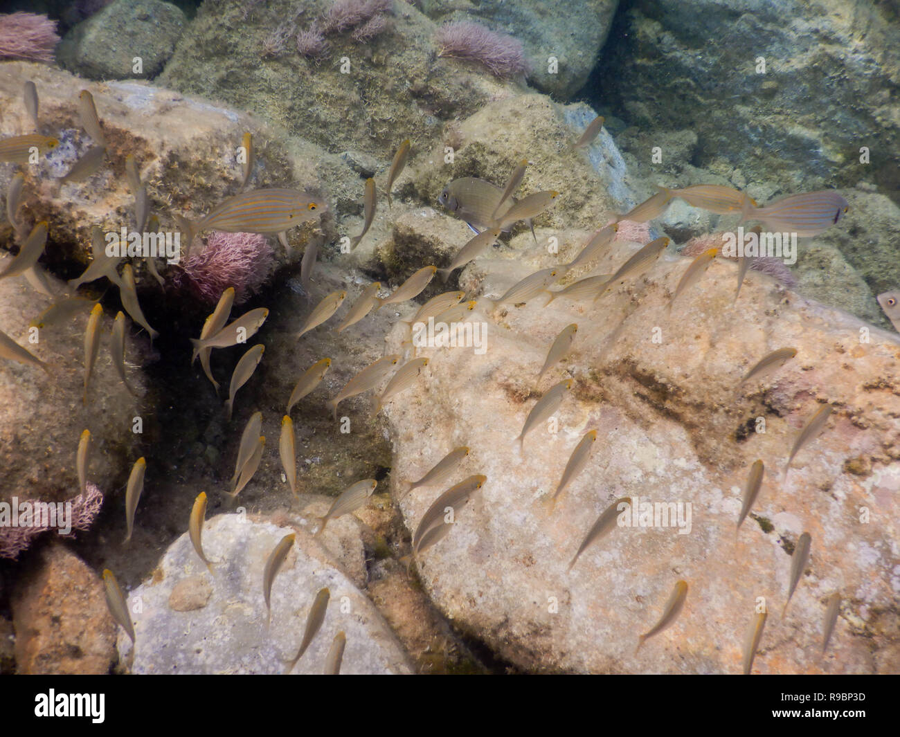 Group of fish hi-res stock photography and images - Alamy
