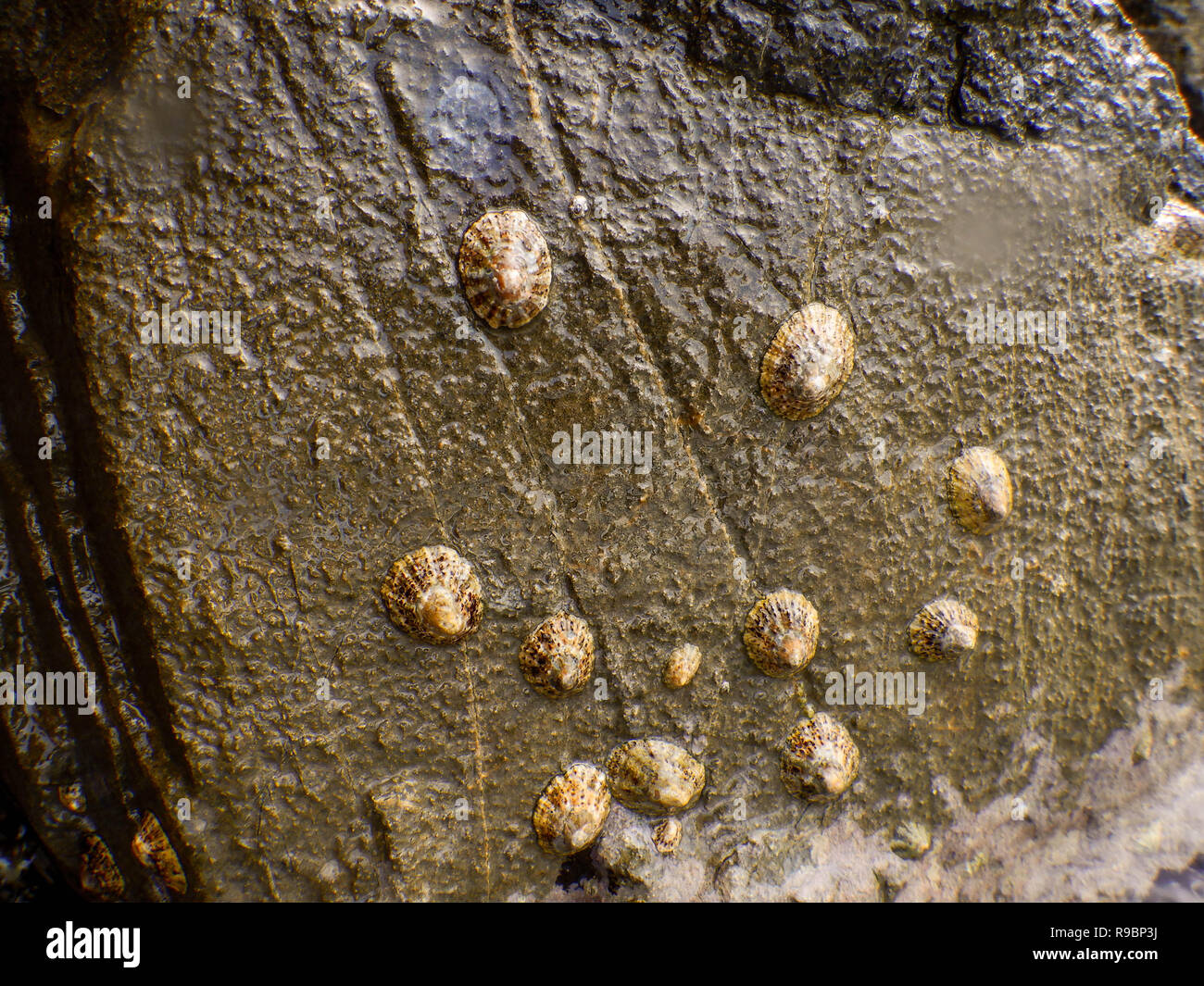 Patella Vulgate High Resolution Stock Photography and Images - Alamy