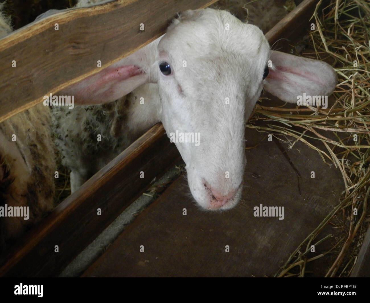 Sheep in a stable bred to prepare the cheese. Murazzano, Piedmont - Italy Stock Photo - Alamy
