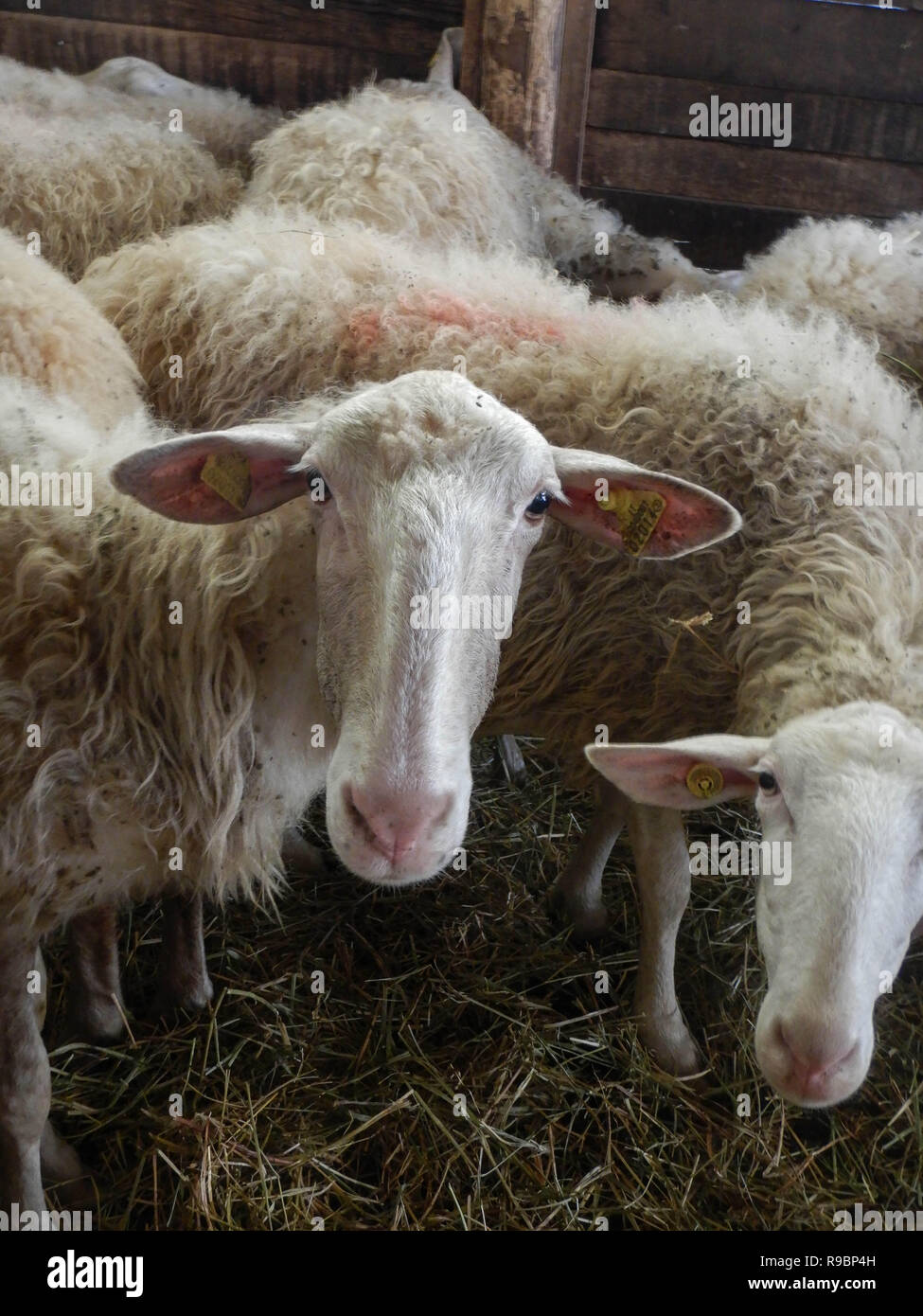 Sheep in a stable bred to prepare the cheese. Murazzano, Piedmont - Italy Stock Photo - Alamy