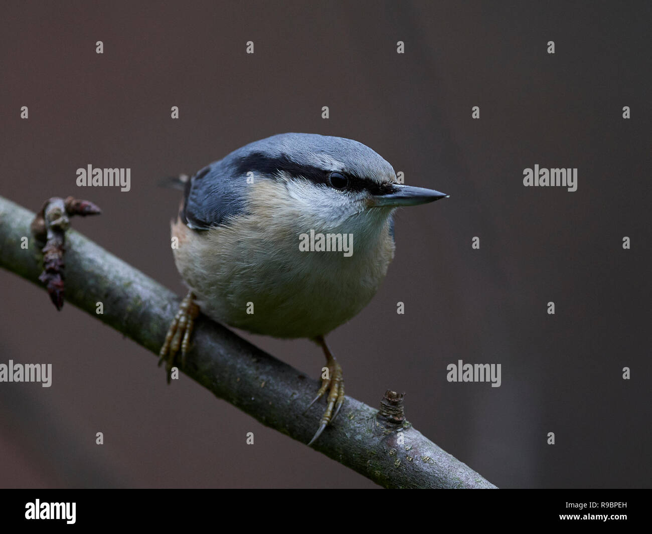 Eurasian nuthatch in its natural habitat in Denmark Stock Photo - Alamy