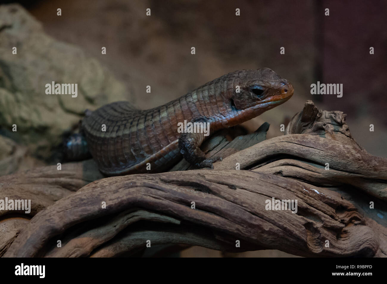Sudán plateado lagarto gerrhosaurus major hi-res stock photography and ...
