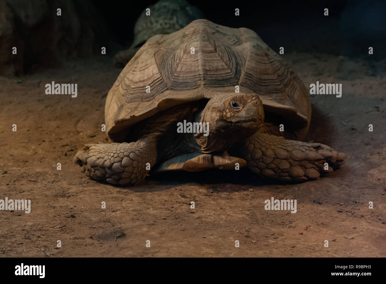 African Spurred Tortoise (Centrochelys sulcate), a.k.a. sulcata ...