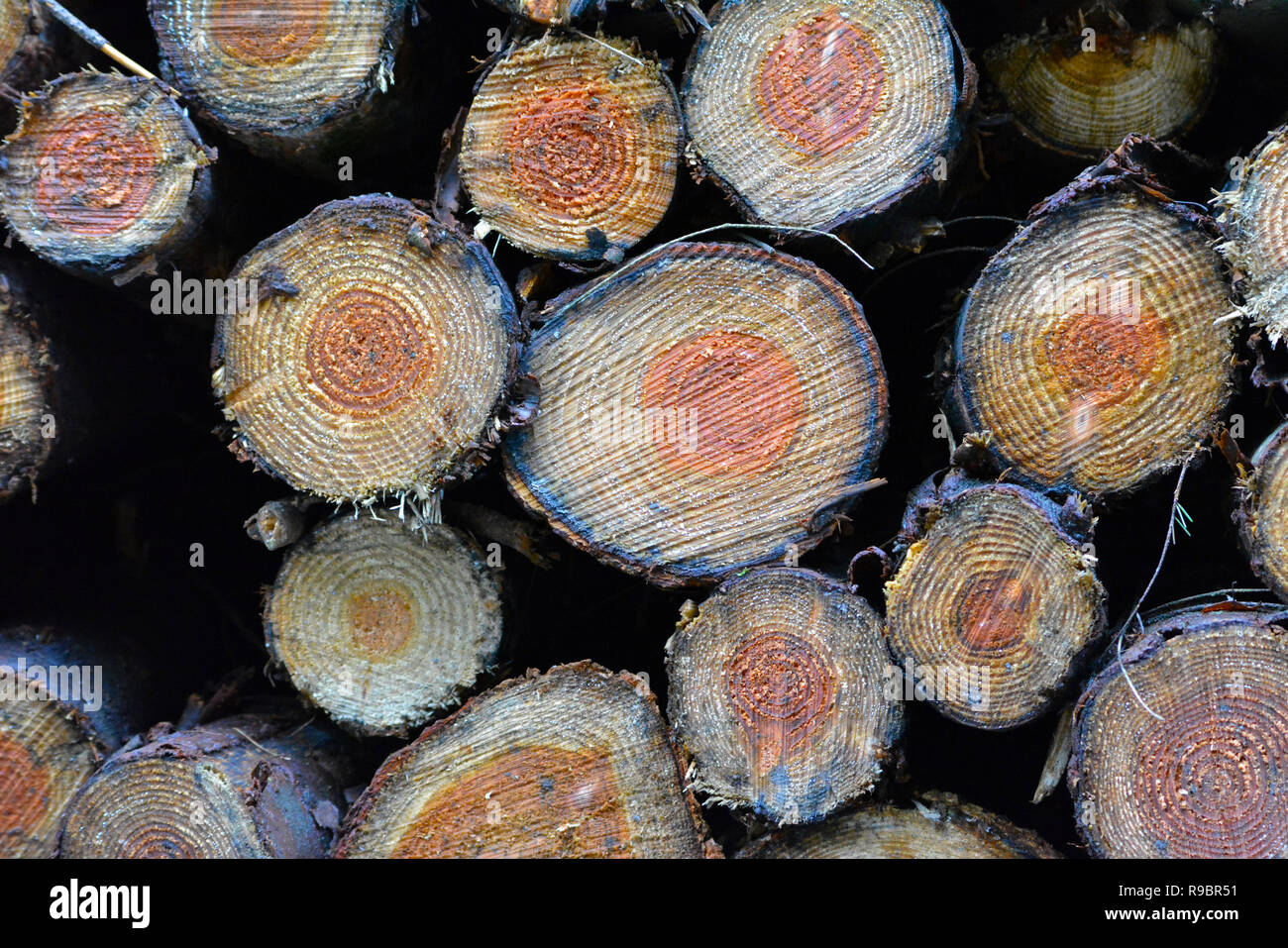 Front view of inside of pile of multiple sawn off wood tree logs with ...