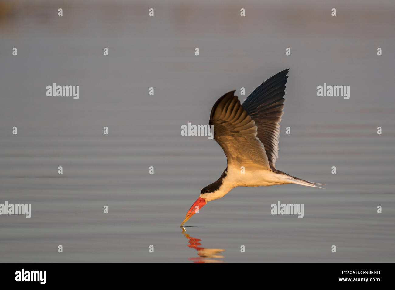 African skimmer fishing hi-res stock photography and images - Alamy