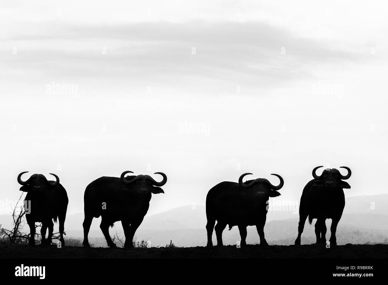 Cape buffalo boss hi-res stock photography and images - Alamy
