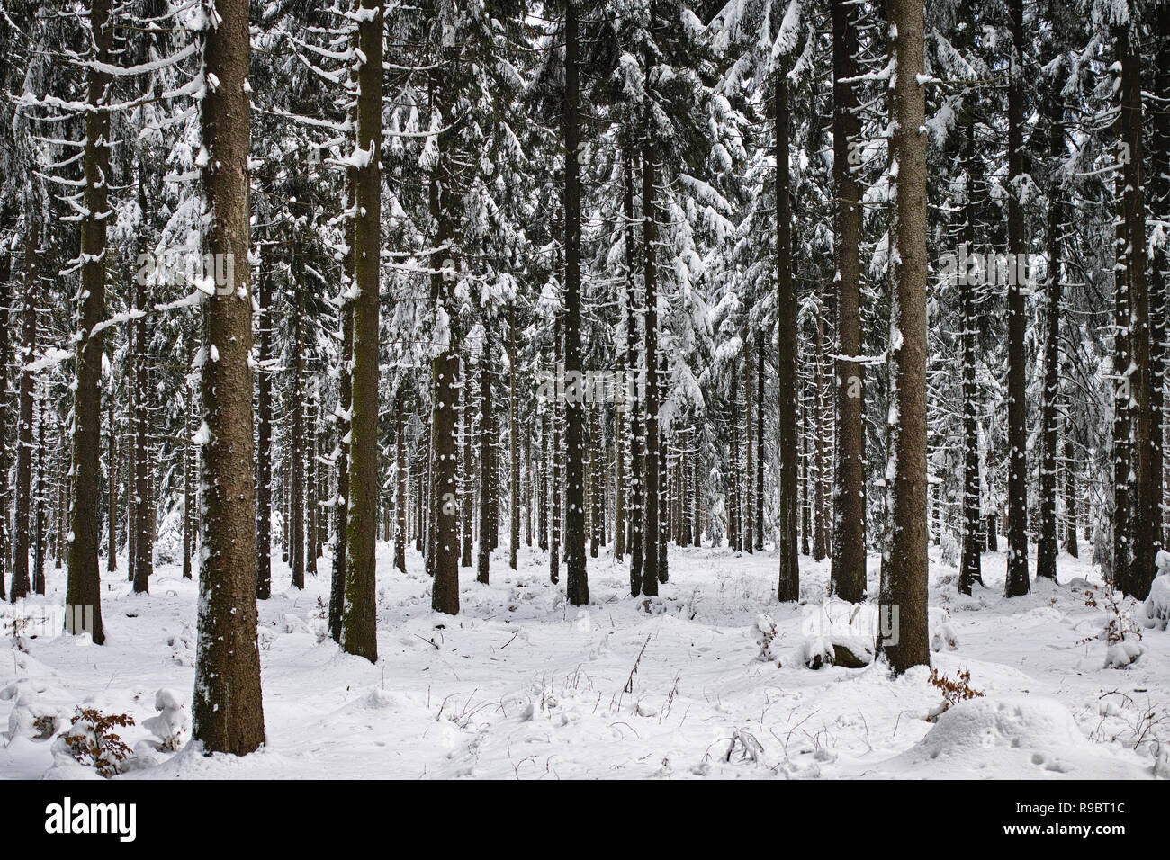 forest in winter Stock Photo - Alamy