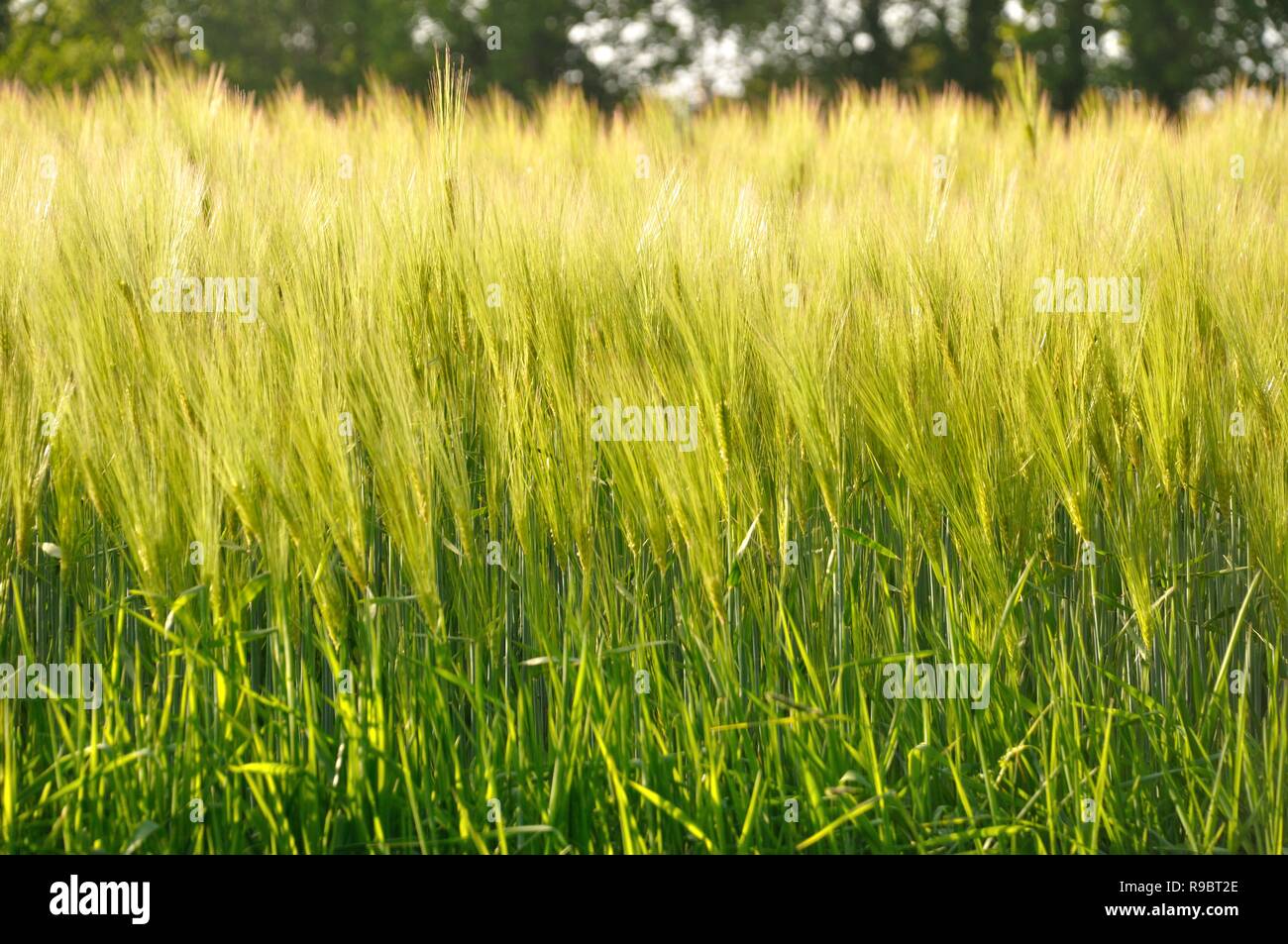 Farme fields hi-res stock photography and images - Alamy