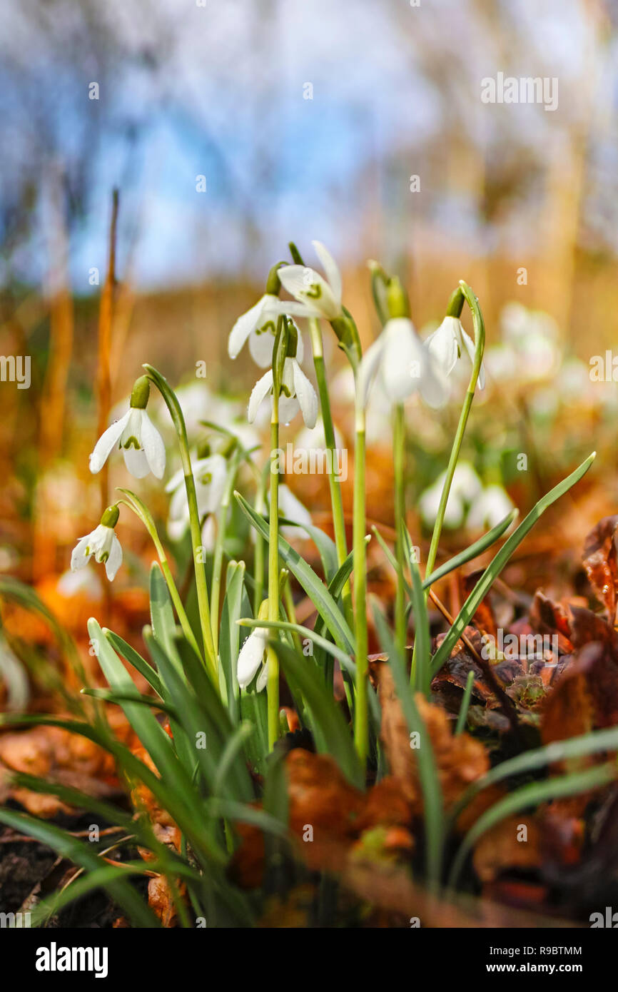 snowdrops in spring Stock Photo - Alamy
