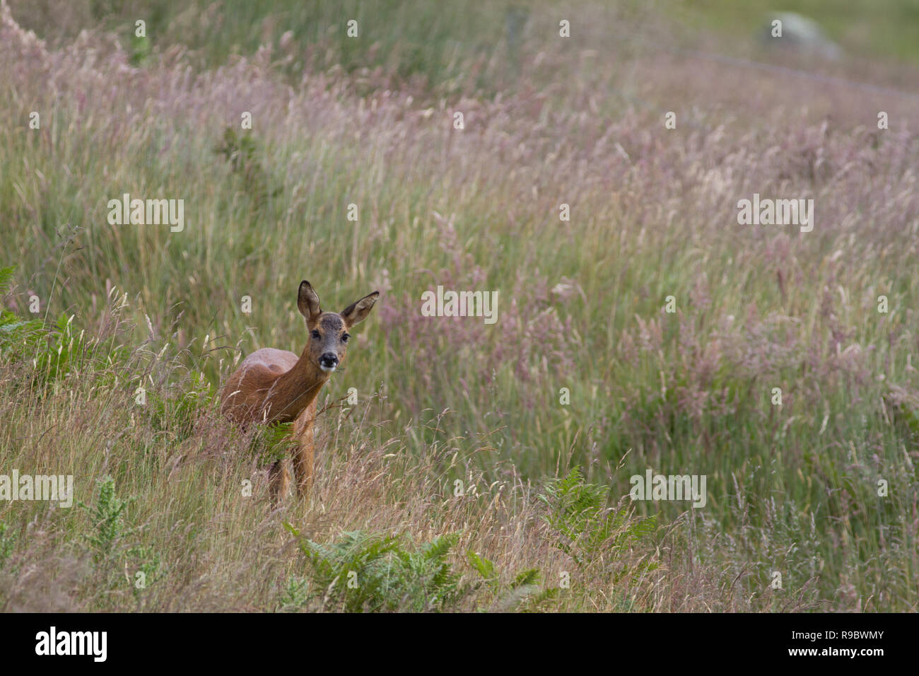 European Roe Deer, Capreolus capreolus, UK Stock Photo - Alamy