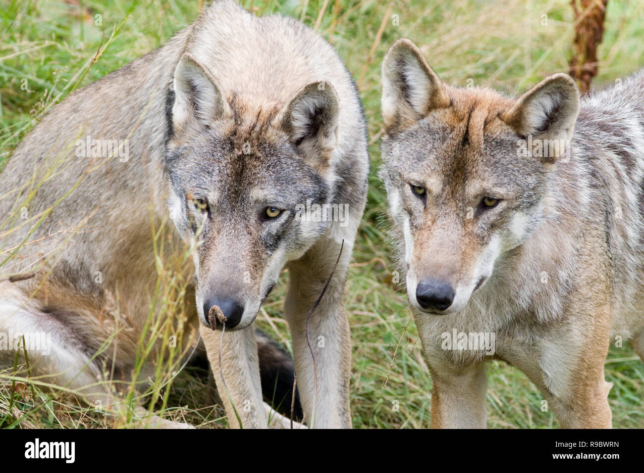 European Wolf, Canis lupus lupus, Scotland (captive Stock Photo - Alamy