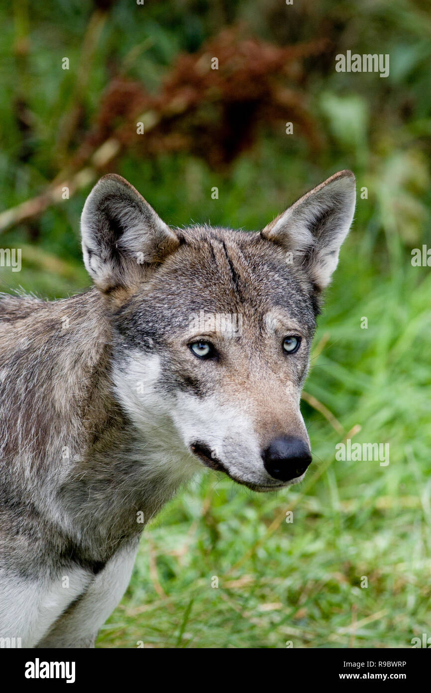 European Wolf, Canis lupus lupus, Scotland (captive Stock Photo - Alamy