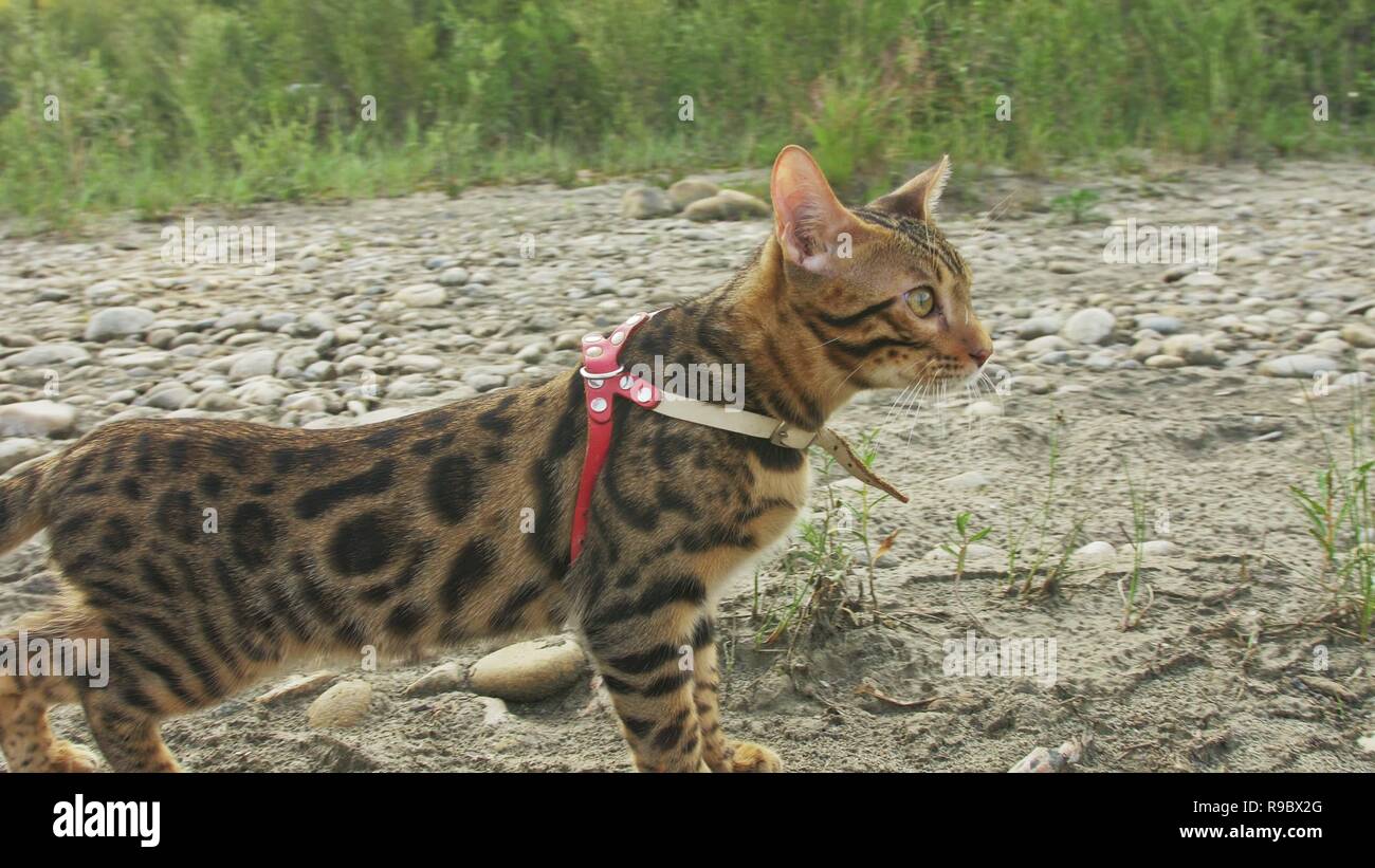 Domesticated Ocelot