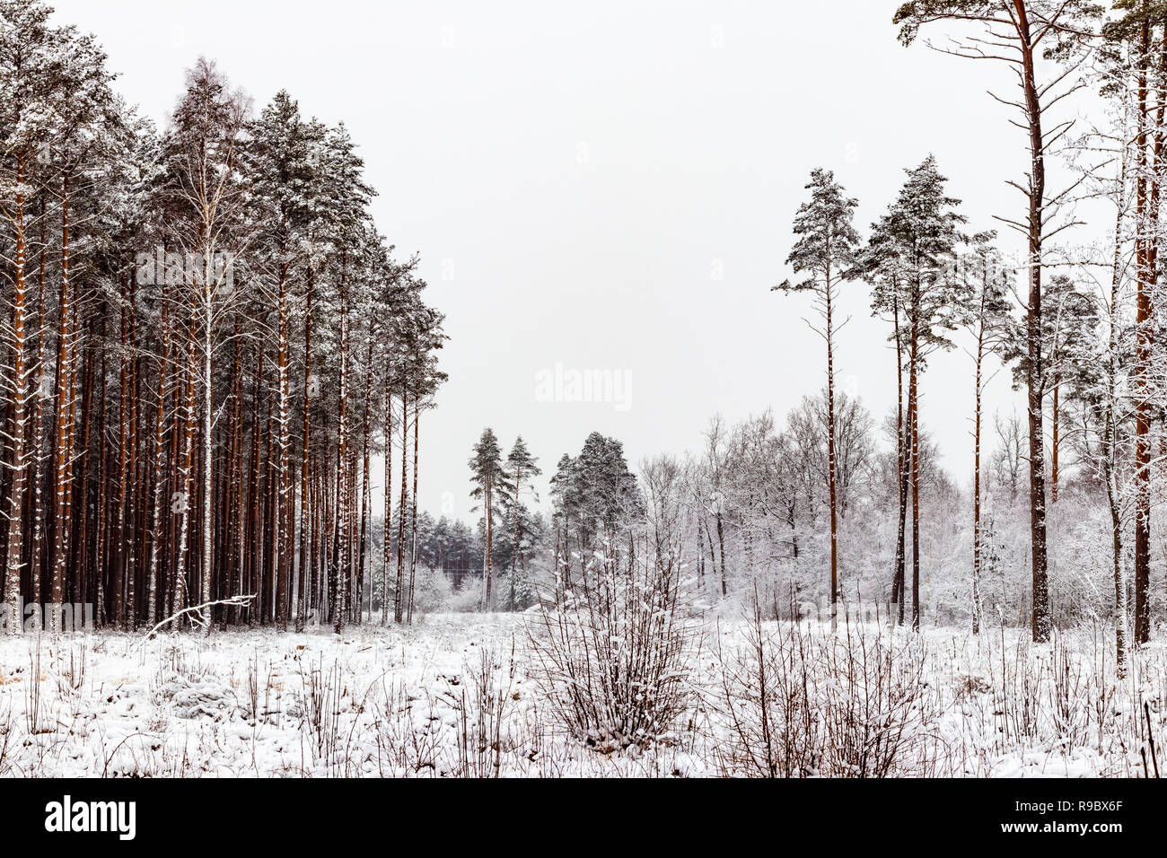 beautiful north european winter time nature landscape with trees and ...