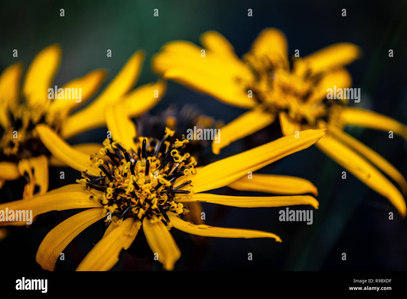 Yellow fireweed hi-res stock photography and images - Alamy