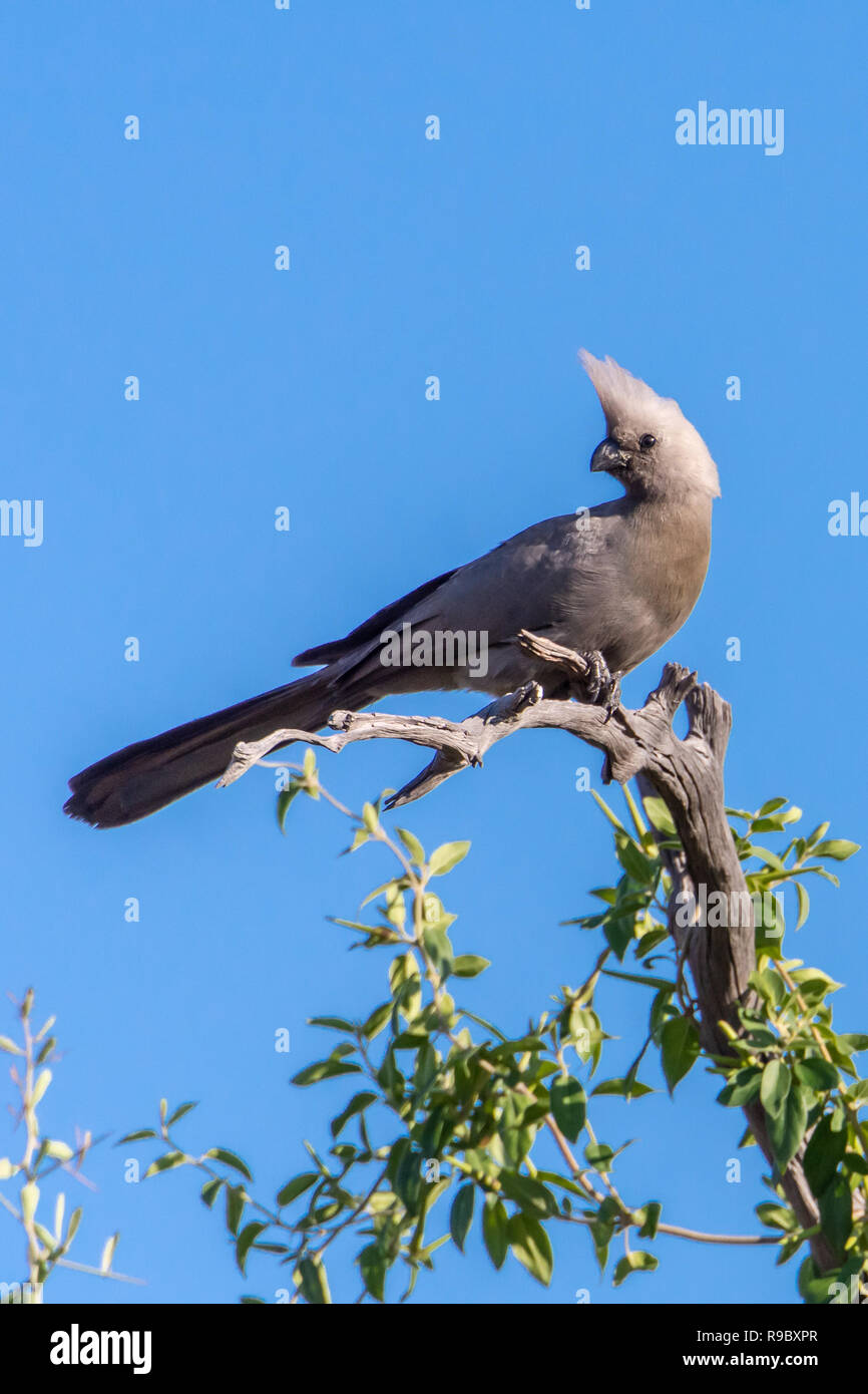 Grey go-away-bird (Corythaisoides concolor) in Botswana, Africa Stock ...