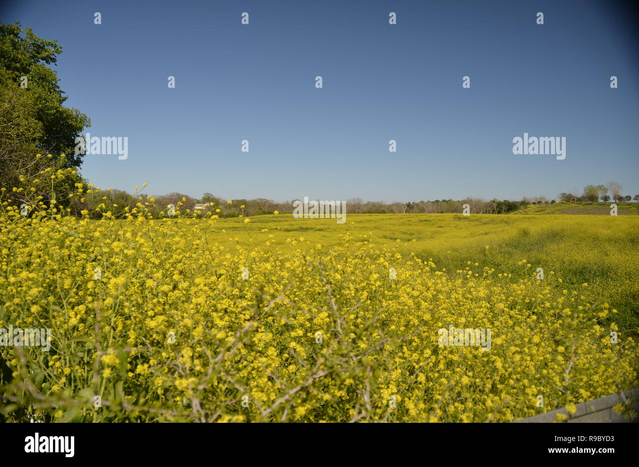 Field wildflowers texas hi-res stock photography and images - Alamy