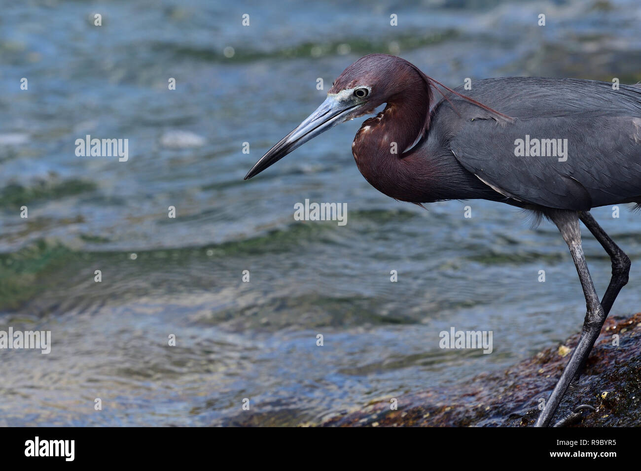 Close up portrait of a little blue heron fishing Stock Photo - Alamy