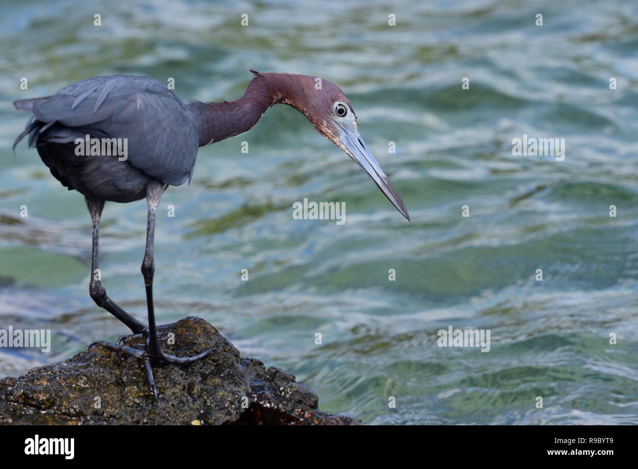 Portrait of a little blue heron standing on a rock in the water while ...