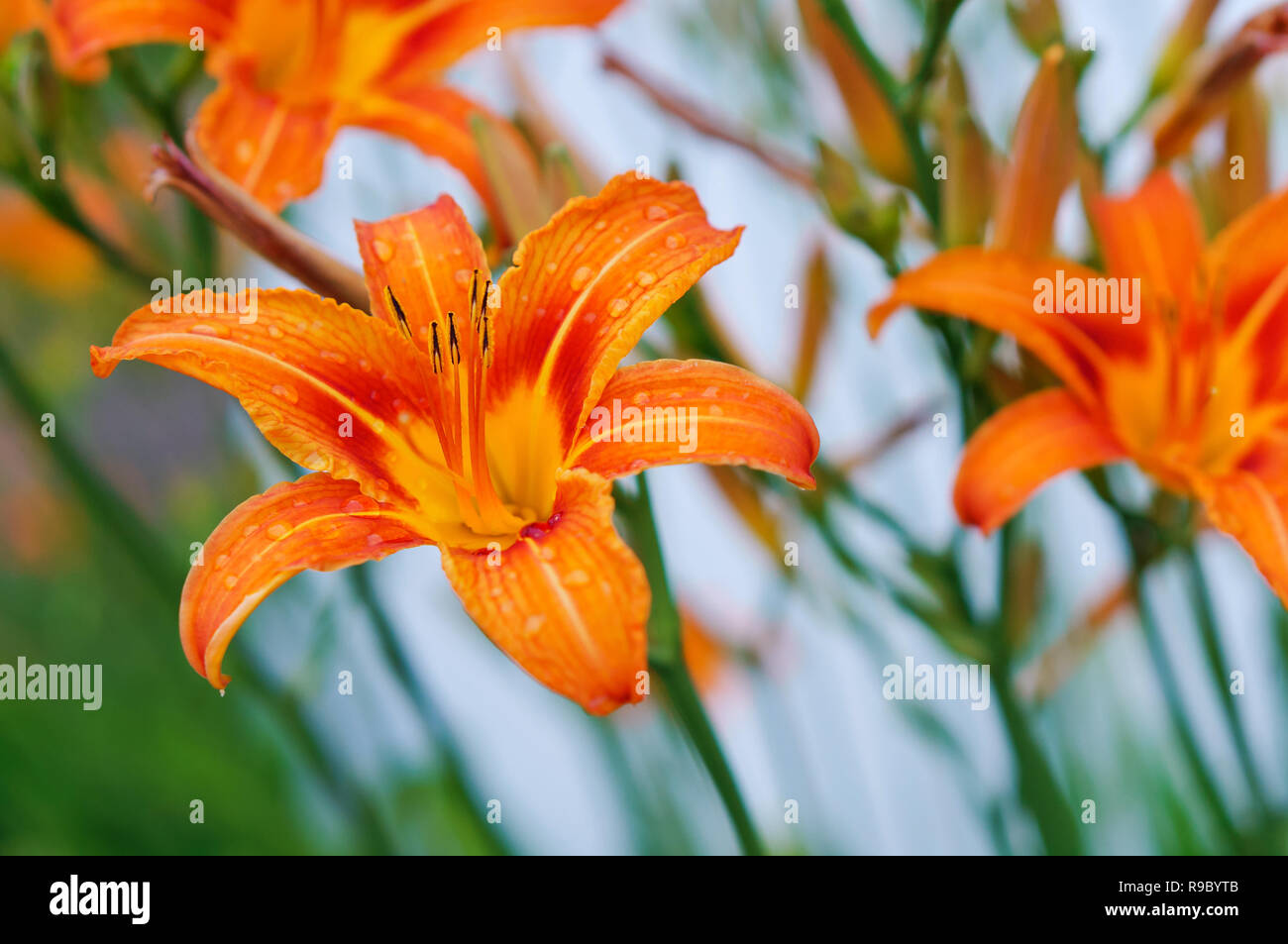 Blooming bouquet bright orange lilies hi-res stock photography and ...