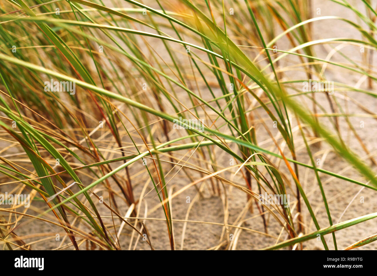Sandy grassy shore hi-res stock photography and images - Alamy