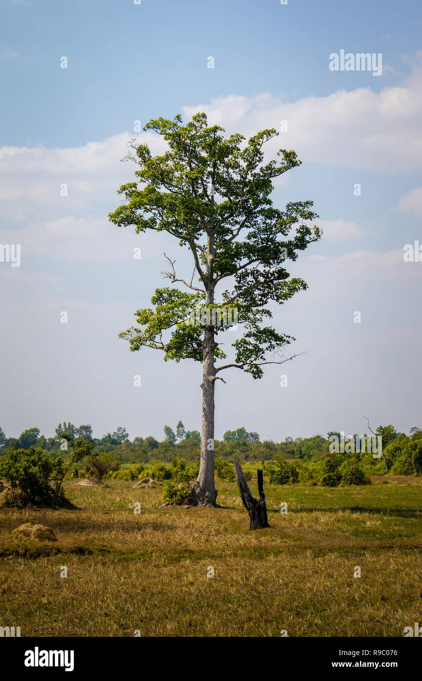 Single tall tree hi-res stock photography and images - Alamy