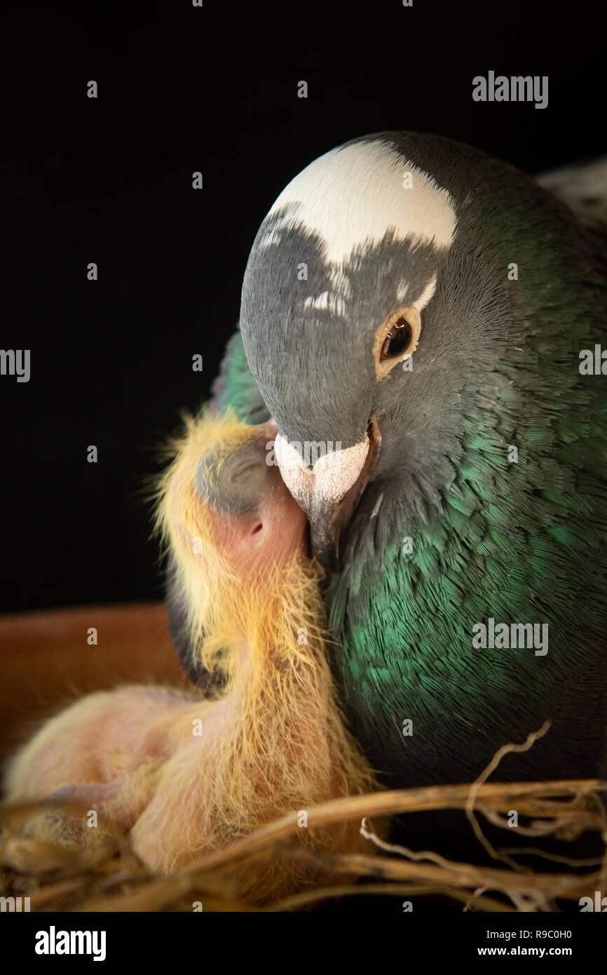 pigeon feeding milk crop to new born in home nest Stock Photo - Alamy