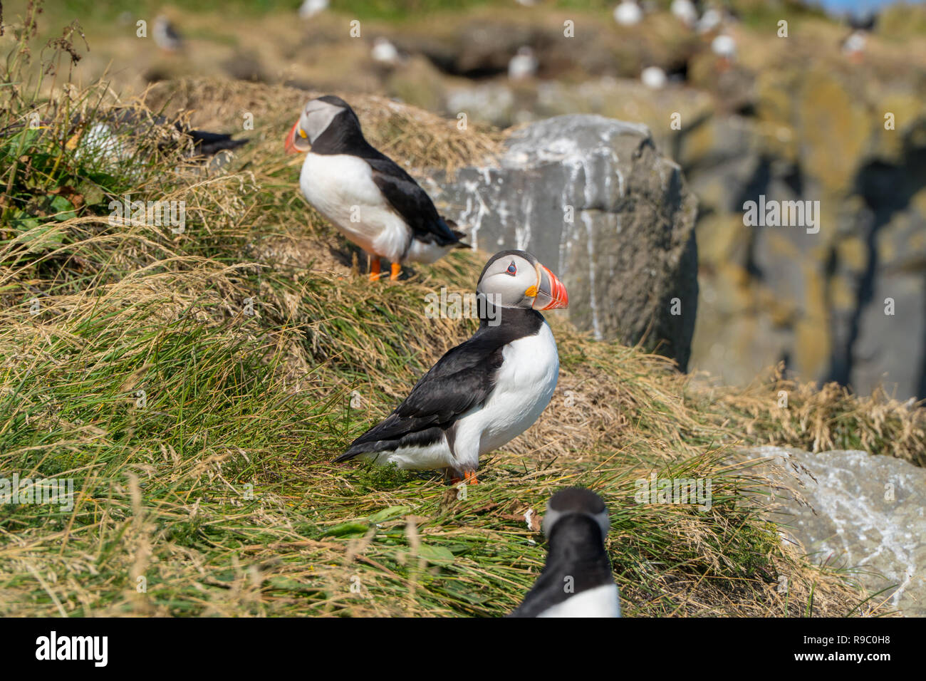 Puffins in grass hi-res stock photography and images - Alamy