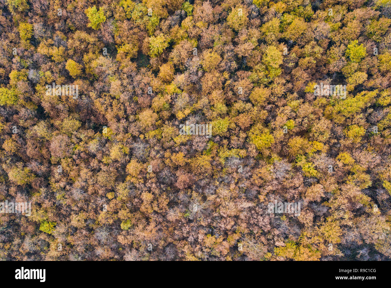 Aerial view of the Italian wild forest with tall and colorful trees ...