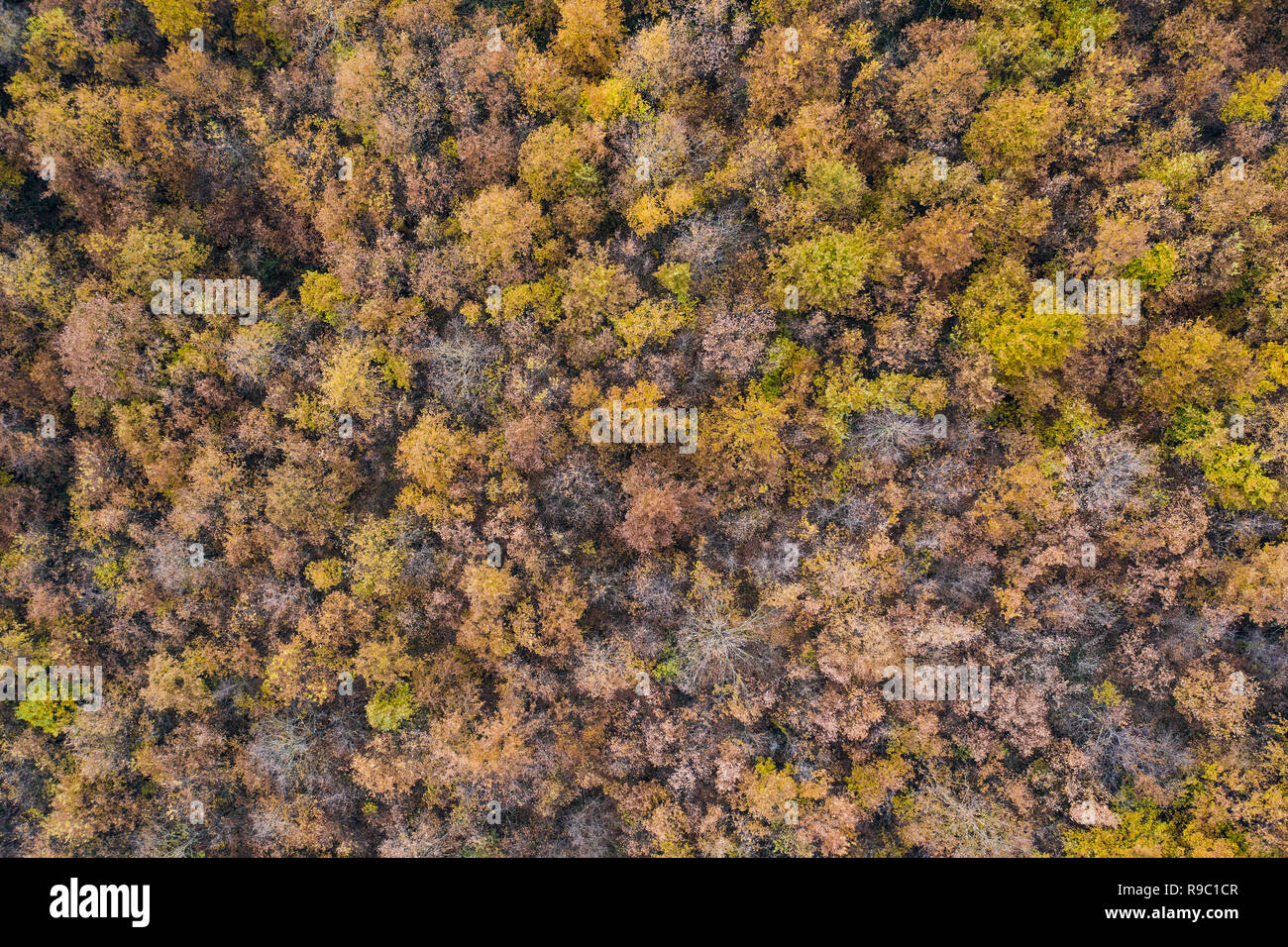 Aerial view of the Italian wild forest with tall and colorful trees ...
