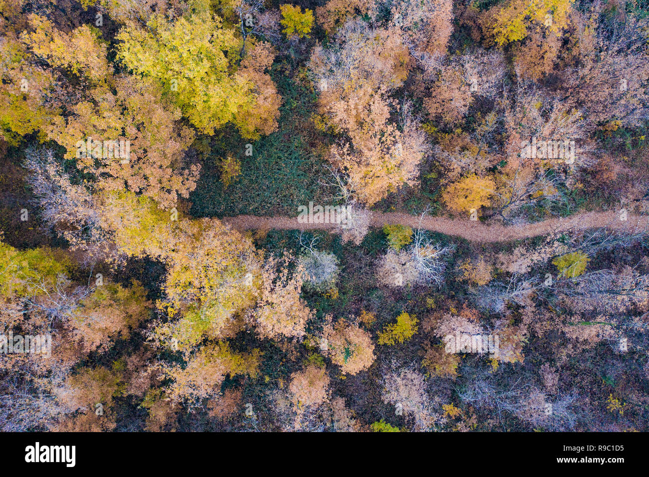 Aerial view of the Italian wild forest with tall and colorful trees ...