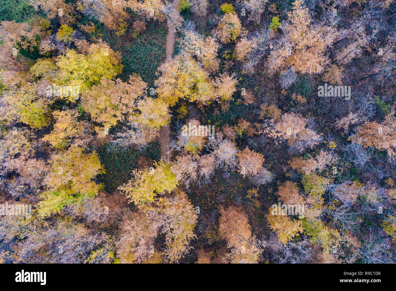 Aerial view of the Italian wild forest with tall and colorful trees ...