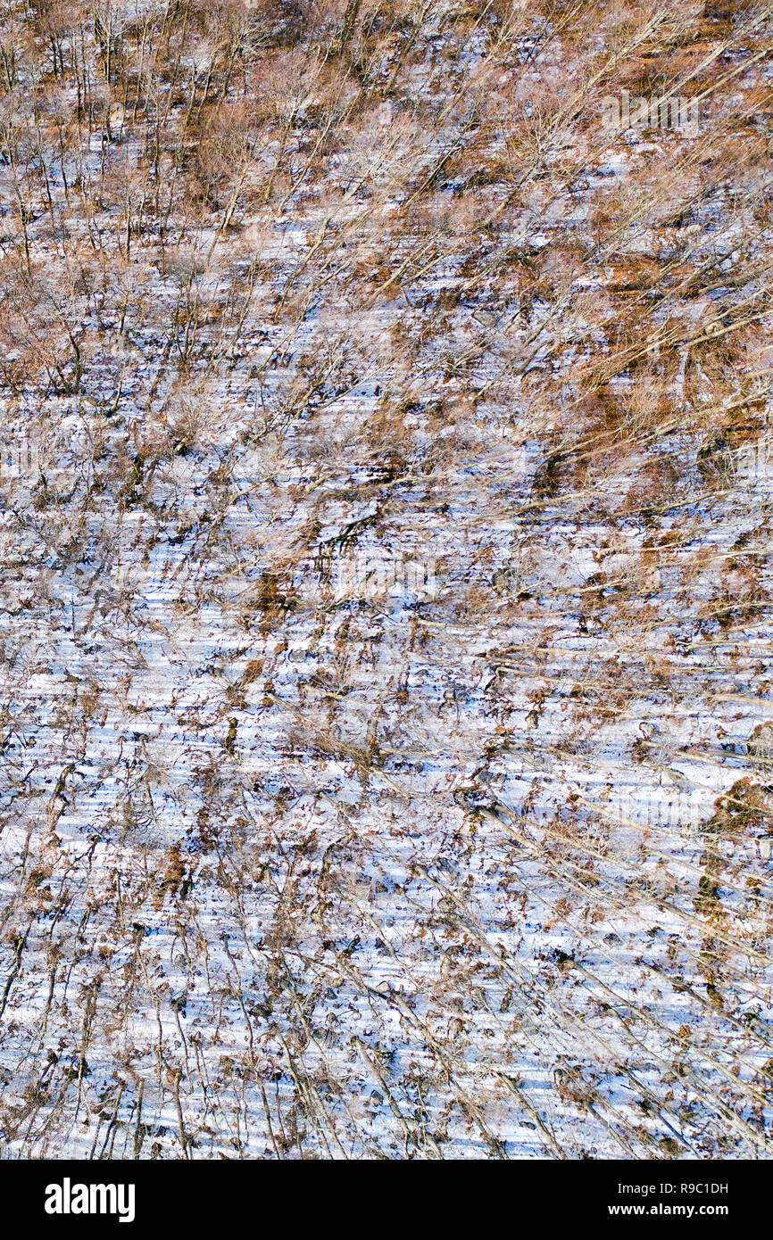 Snowy jungle hi-res stock photography and images - Alamy