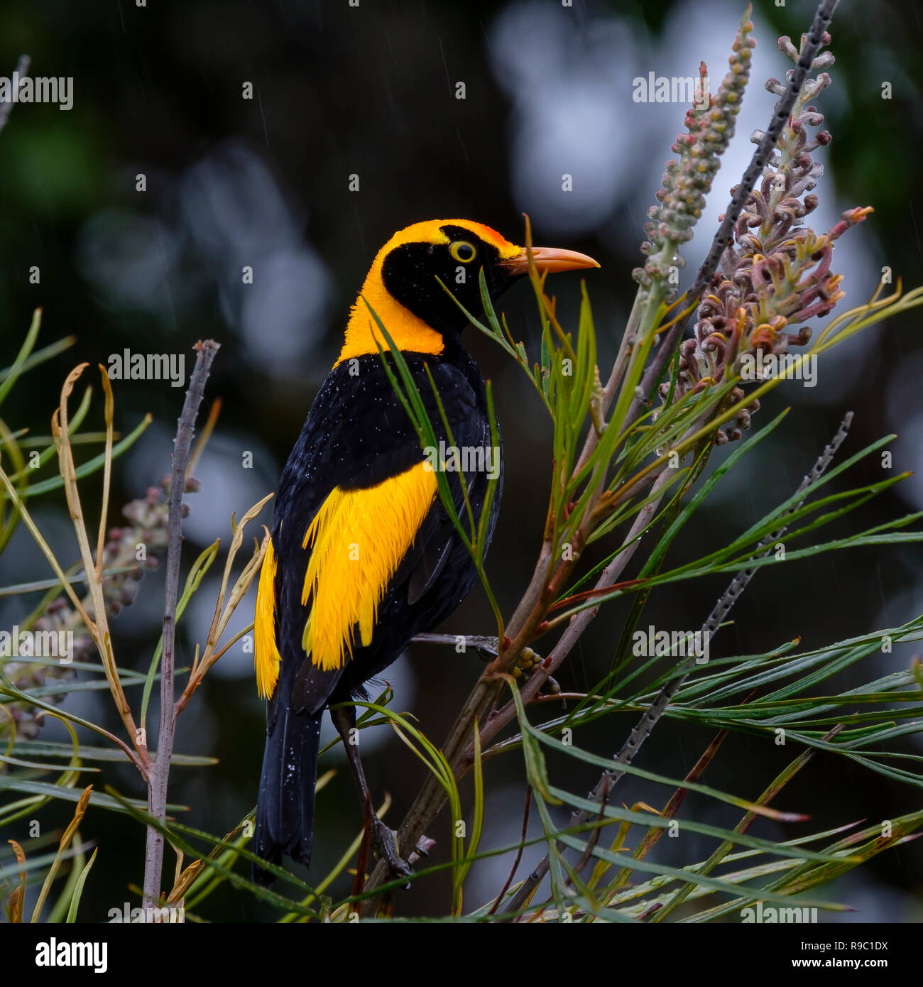 Male Regent Bowerbird - O'Reilly's Rainforest Retreat, Green Mountains ...