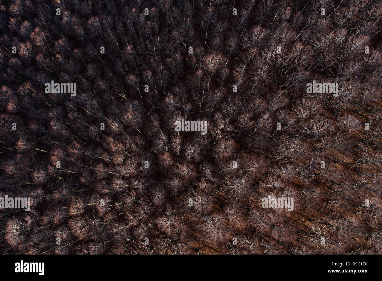 Aerial view of the Italian wild forest with tall and colorful trees ...