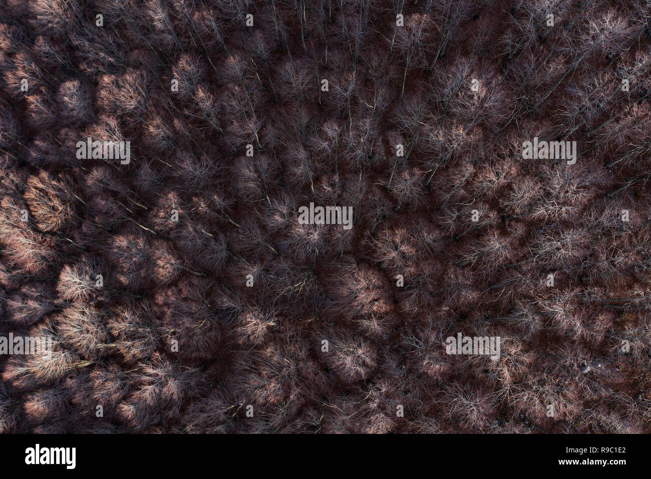 Aerial view of the Italian wild forest with tall and colorful trees ...
