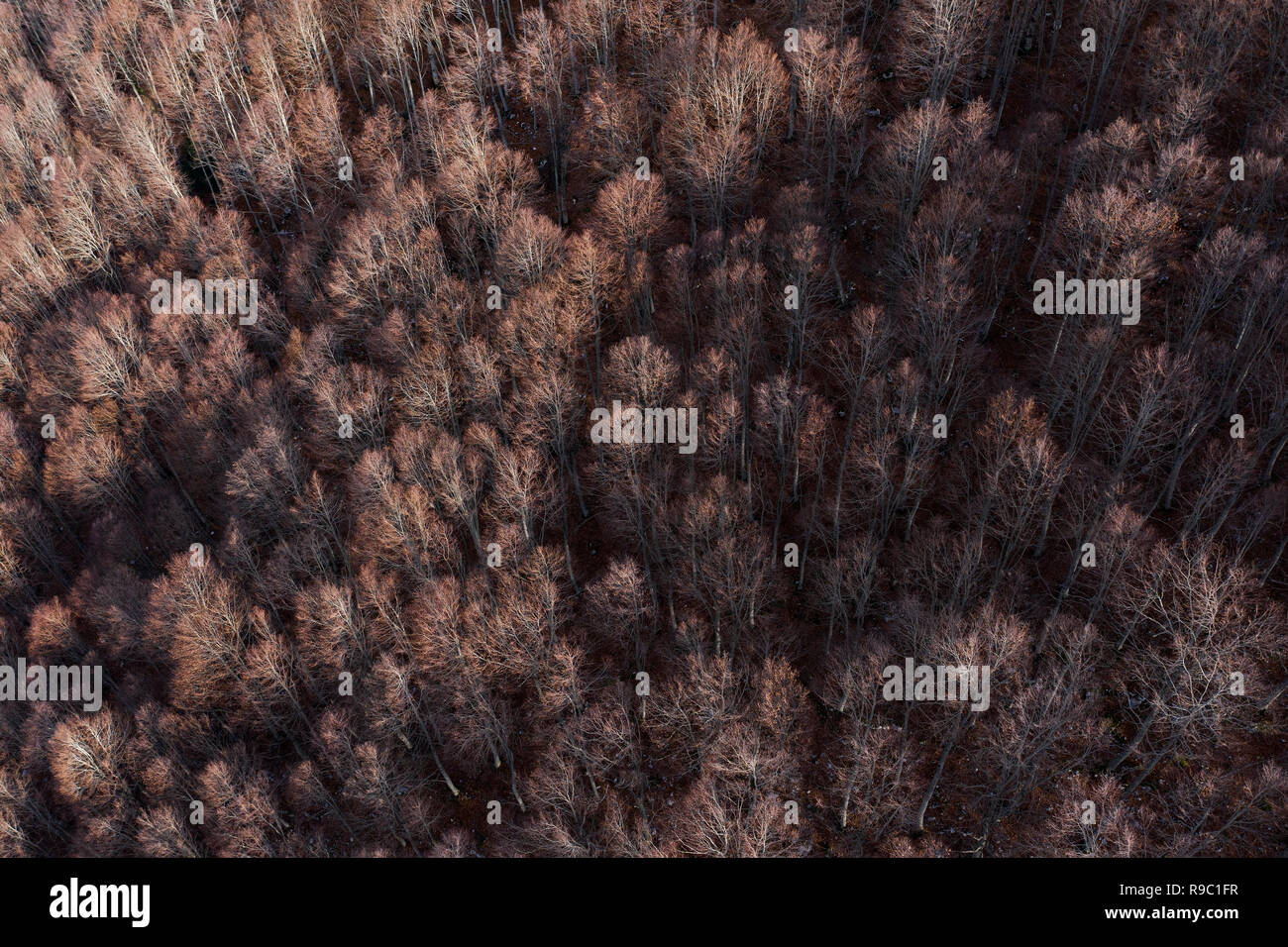 Aerial view of the Italian wild forest with tall and colorful trees ...