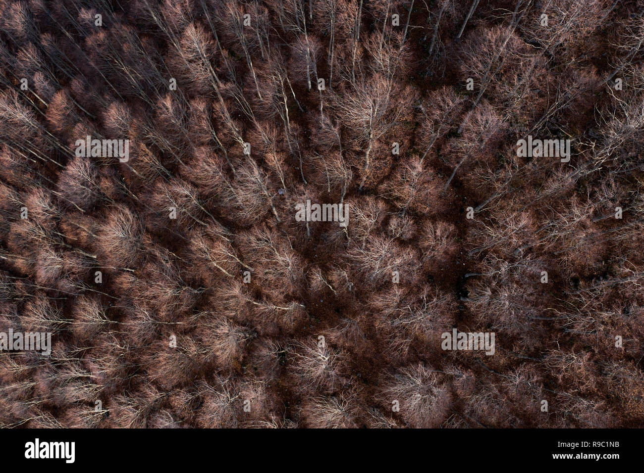 Aerial view of the Italian wild forest with tall and colorful trees ...