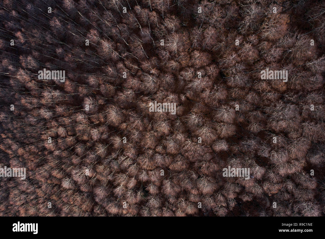 Aerial view of the Italian wild forest with tall and colorful trees ...