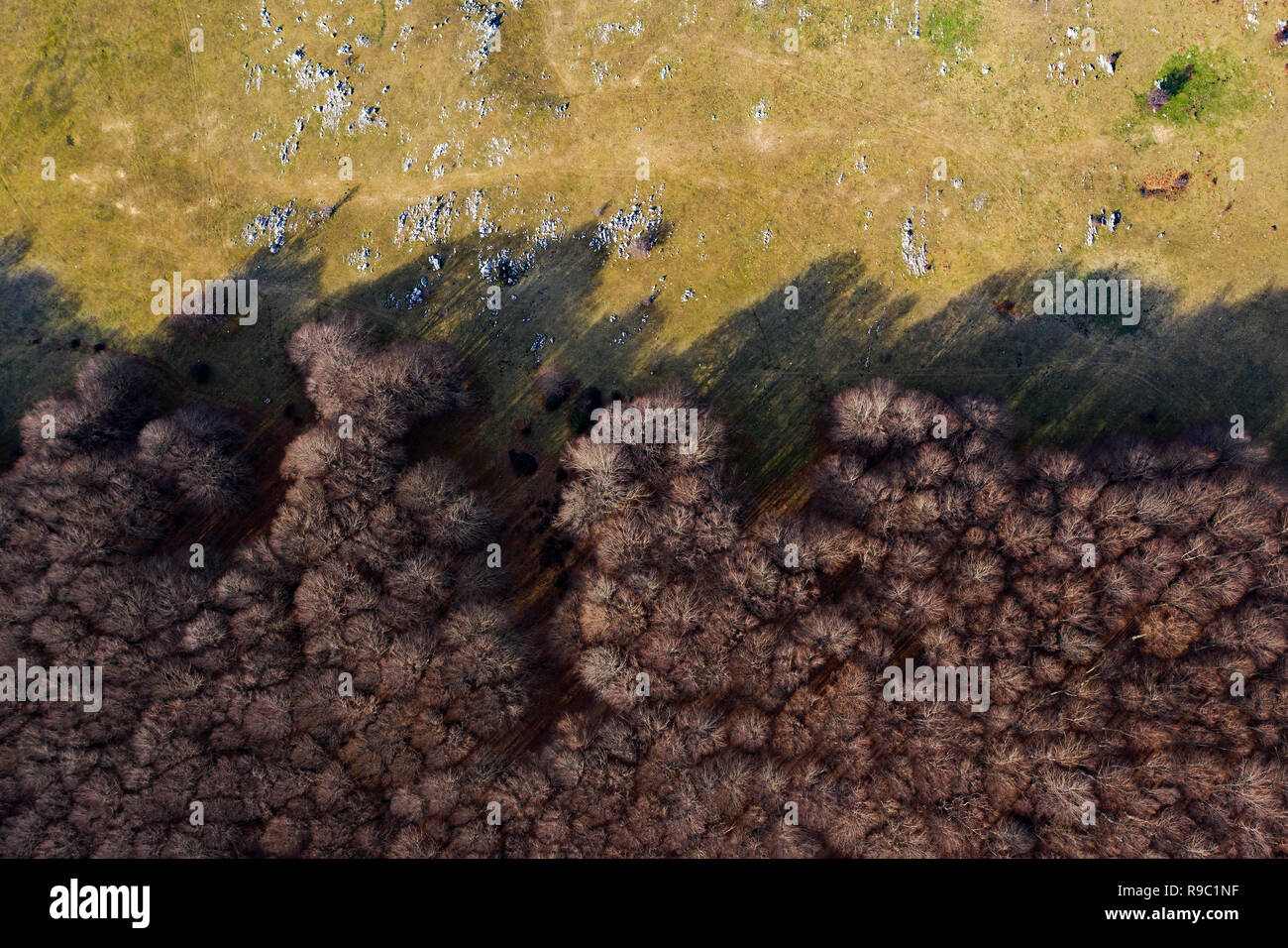 Aerial view of the Italian wild forest with tall and colorful trees ...