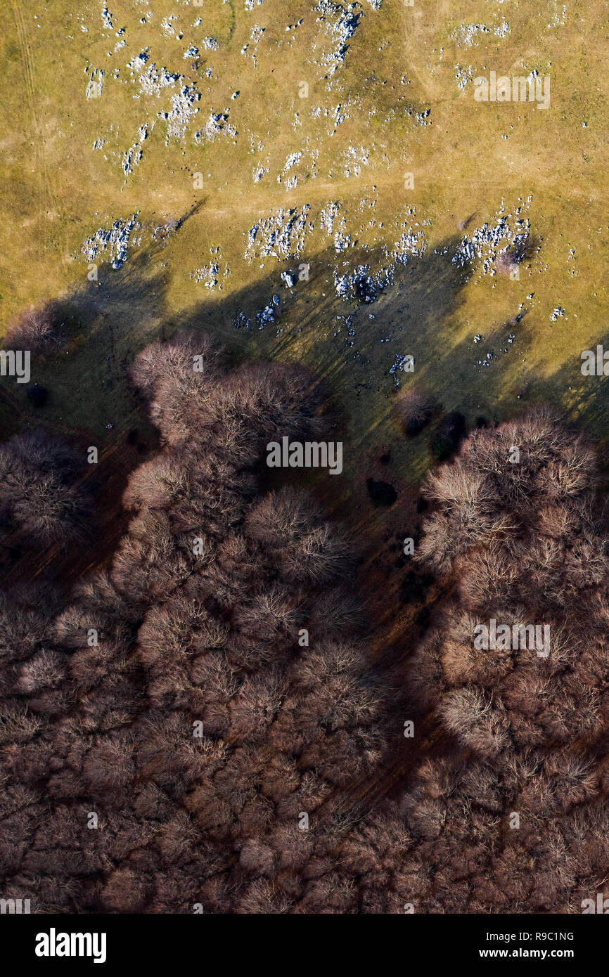 Aerial view of the Italian wild forest with tall and colorful trees ...