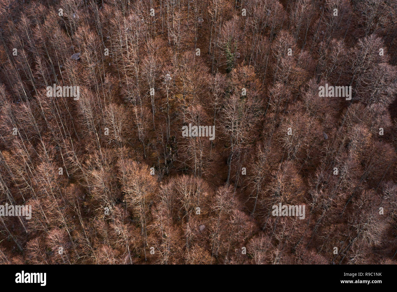 Aerial view of the Italian wild forest with tall and colorful trees ...