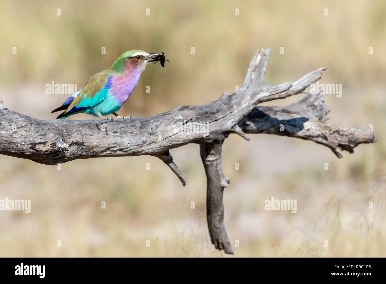 Lilac breasted roller (Coracias caudatus) in Botswana with insect in ...