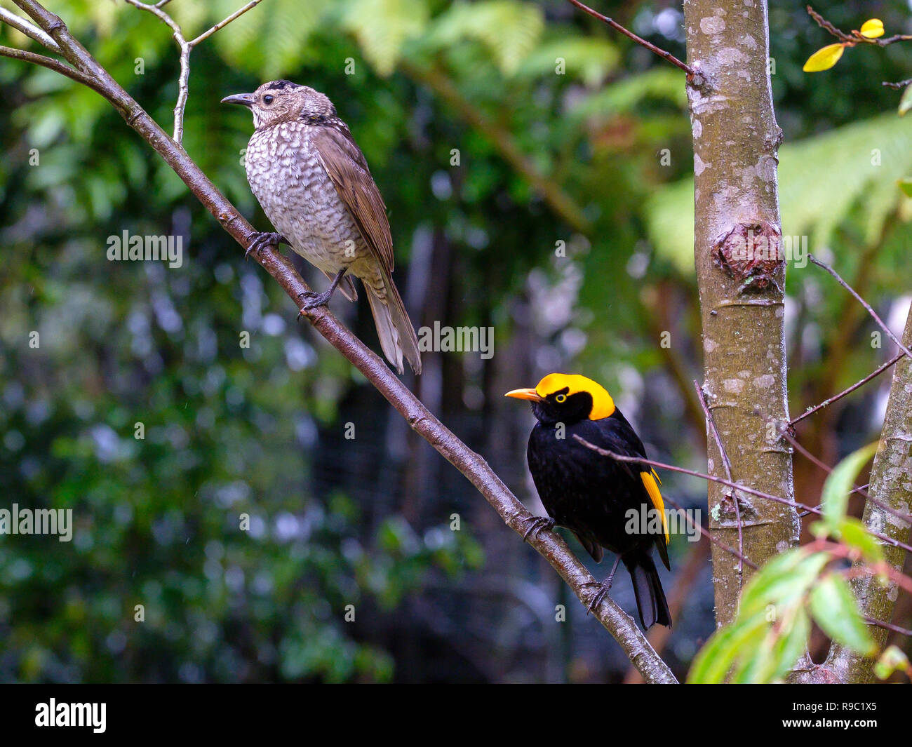 Regent Bowerbirds - O'Reilly's Rainforest Retreat, Green Mountains ...