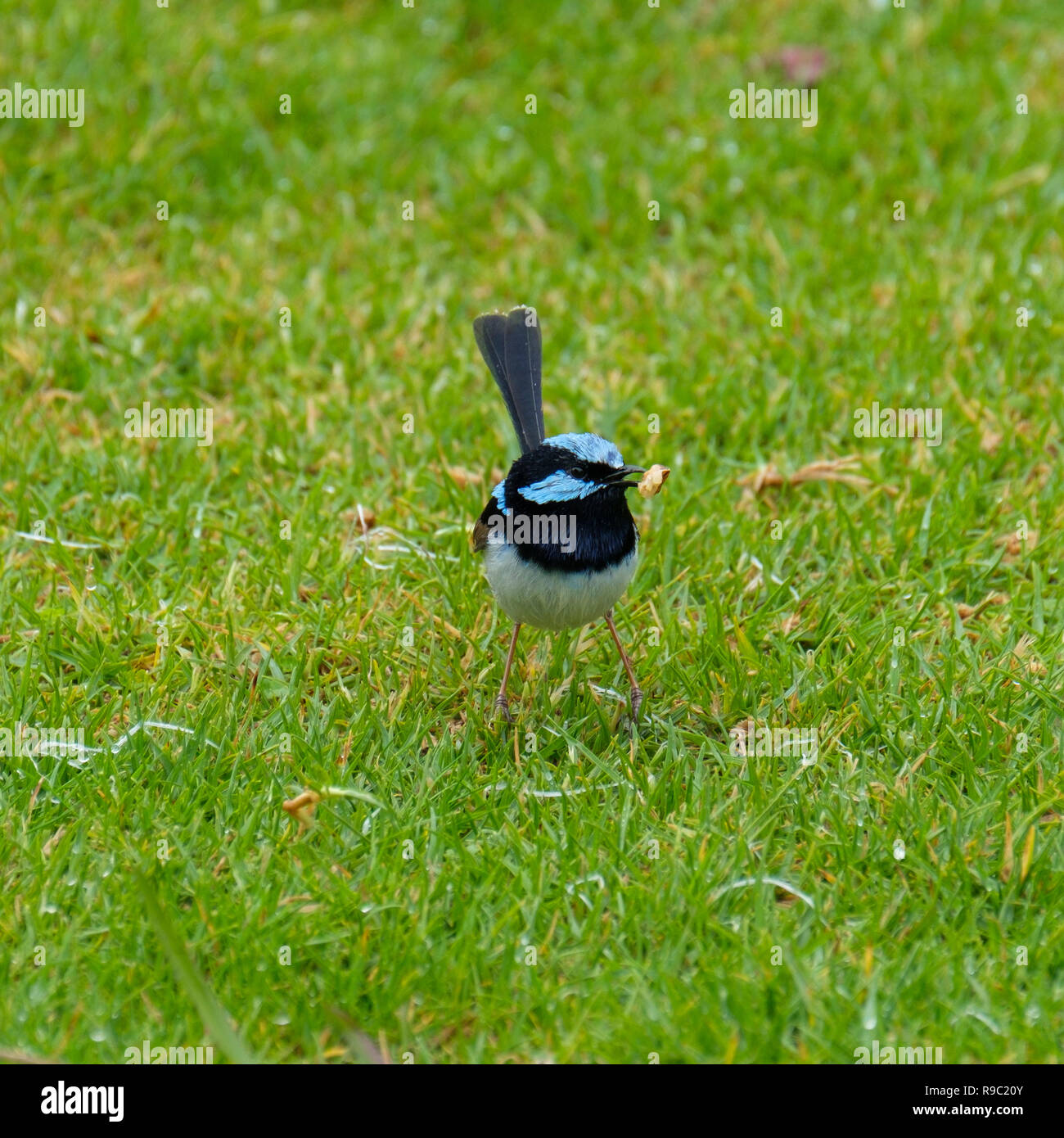 Native australian wren hi-res stock photography and images - Alamy