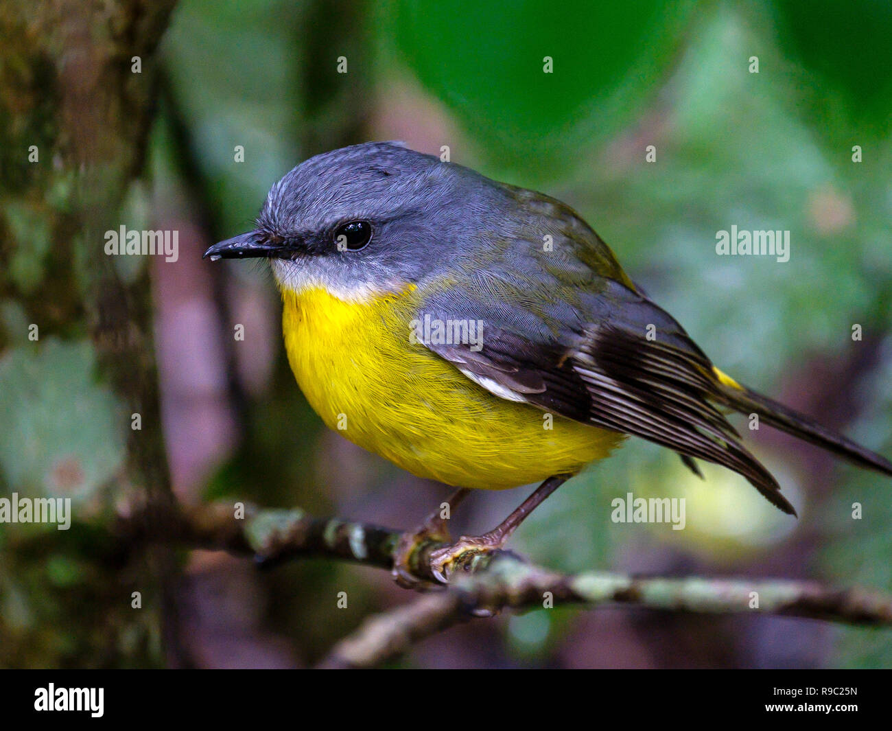 Eastern yellow breasted robin hi-res stock photography and images - Alamy