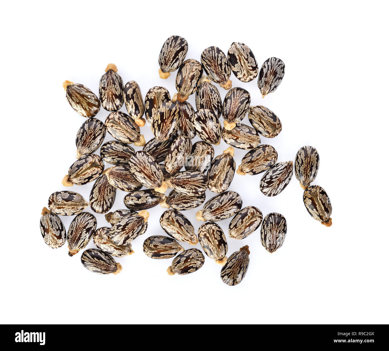 Castor bean pods hi-res stock photography and images - Alamy