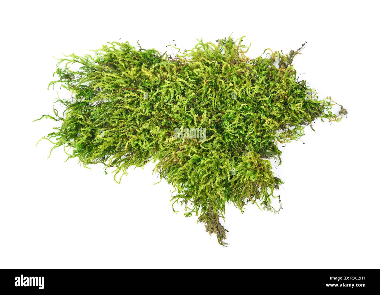 moss, Green moss isolated on white background Stock Photo - Alamy