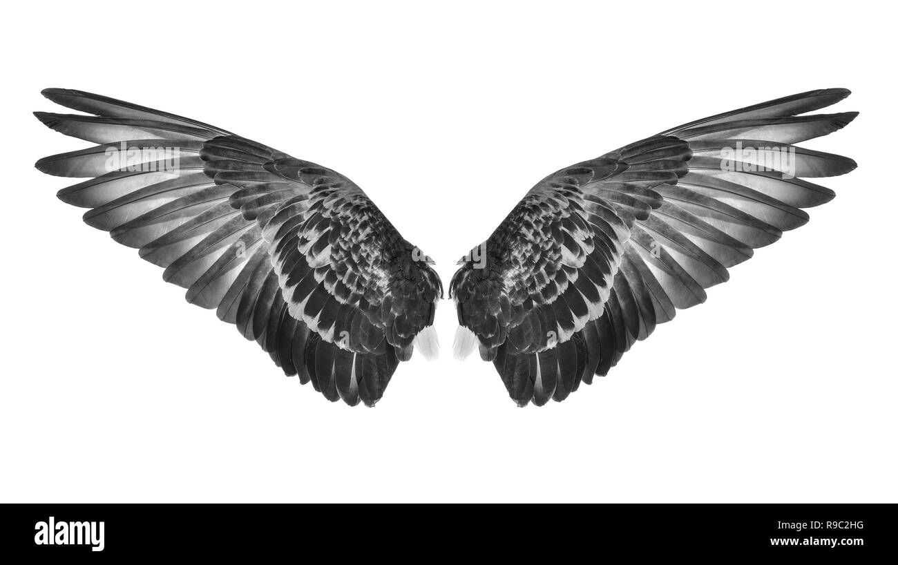 Pinion feather hi-res stock photography and images - Alamy