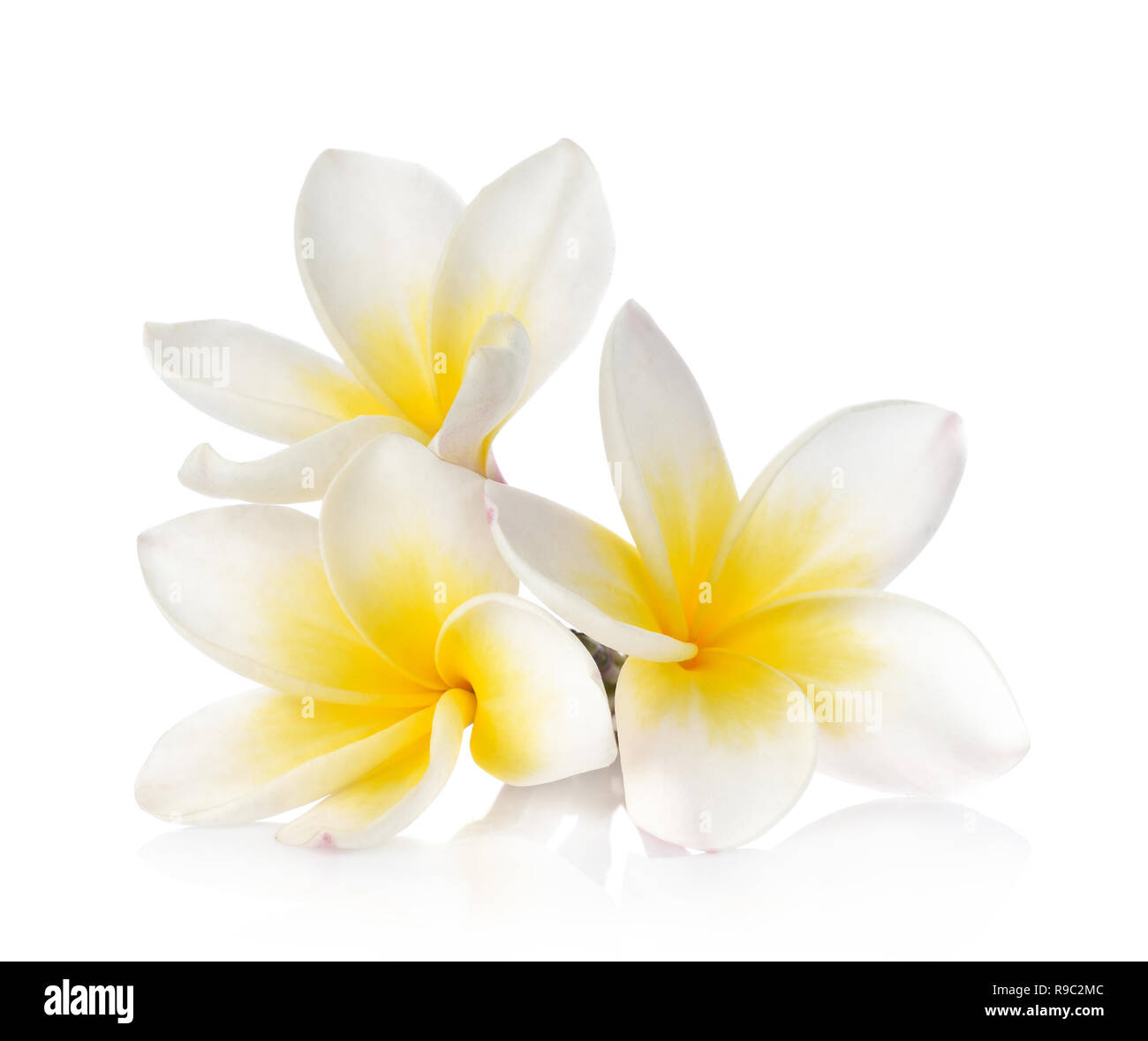 Frangipani flower on white background Stock Photo - Alamy
